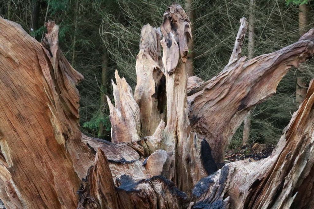 Large Feature Stump | Linwood Timber | Buy from Linwood Sawmill Dorset